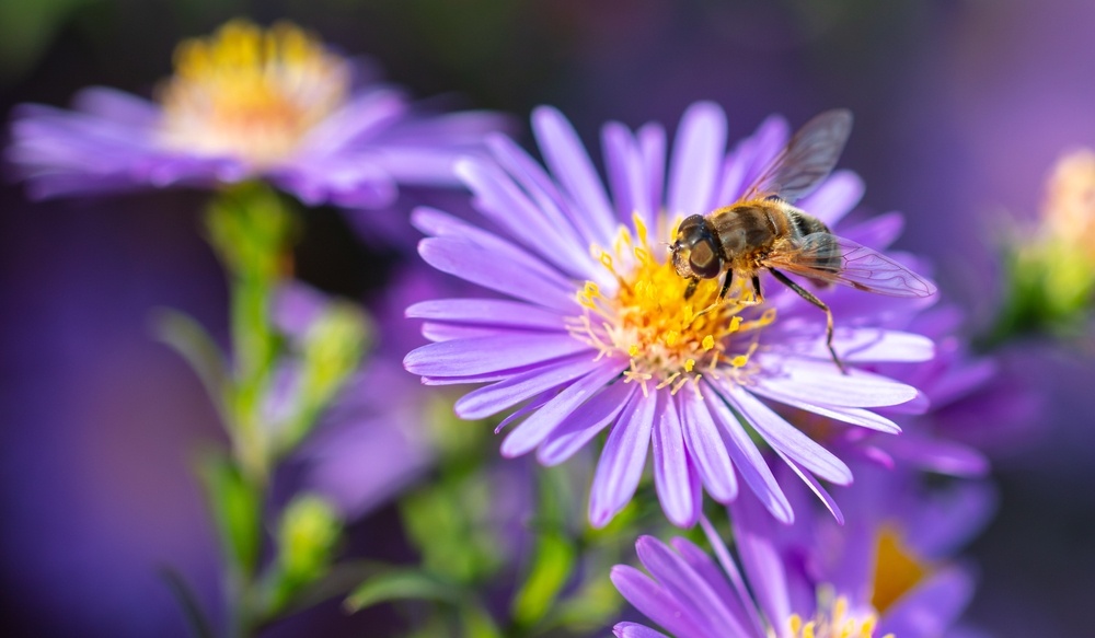 Duurzame tips voor een bij-vriendelijke tuin - Tuincentrum Meijers